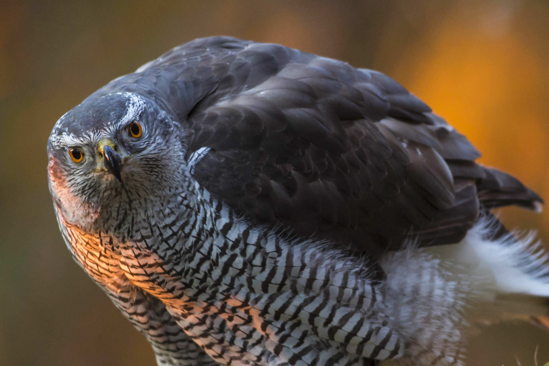 Goshawk - Arctic Wildlife Tours