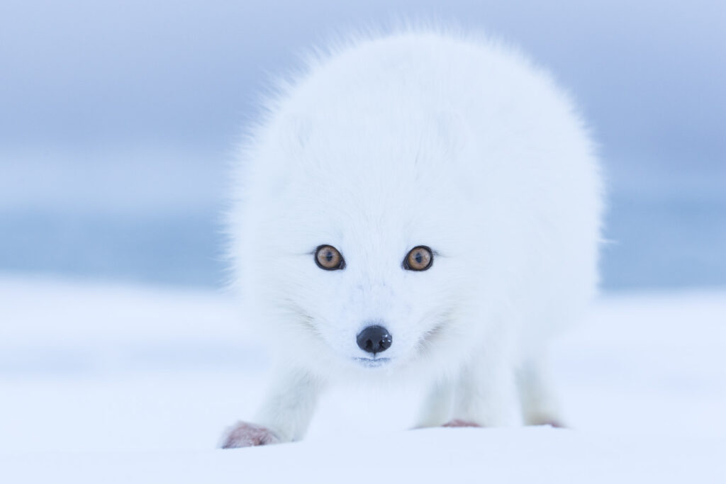 Arctic Fox Experiences- Arctic Wildlife Tours | Exclusive Tours To The ...