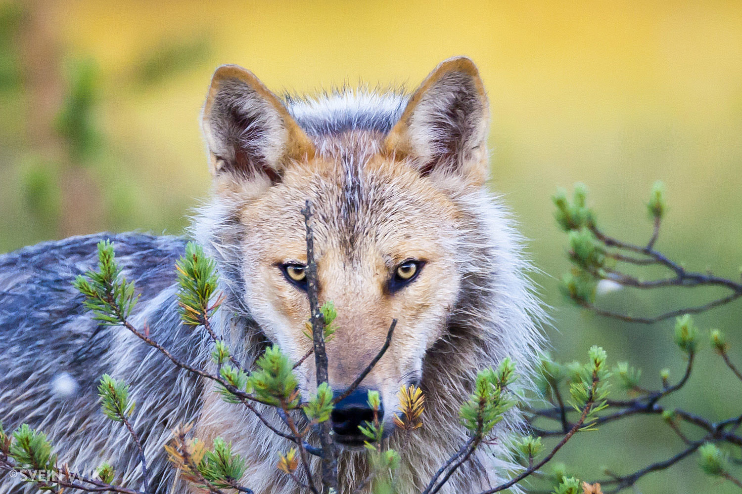 Gallery - Arctic Wildlife Tours