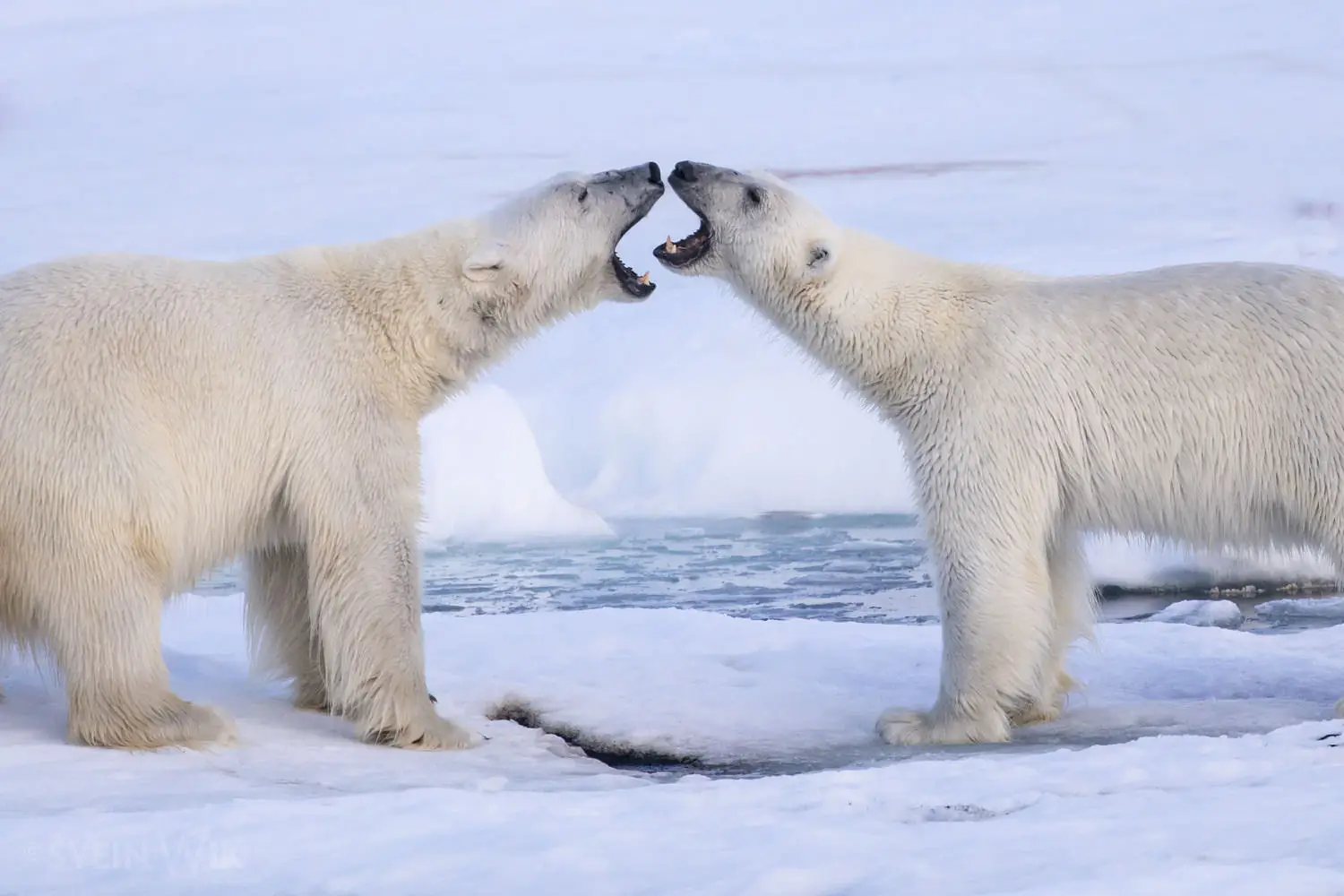 Gallery - Arctic Wildlife Tours