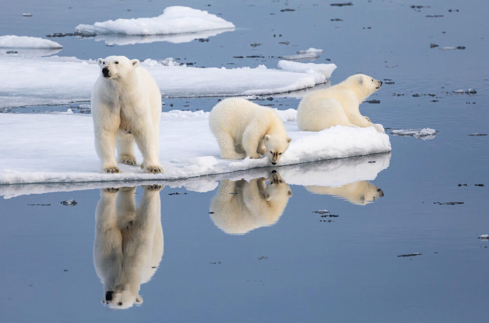 Polar bear photography - Arctic Wildlife Tours