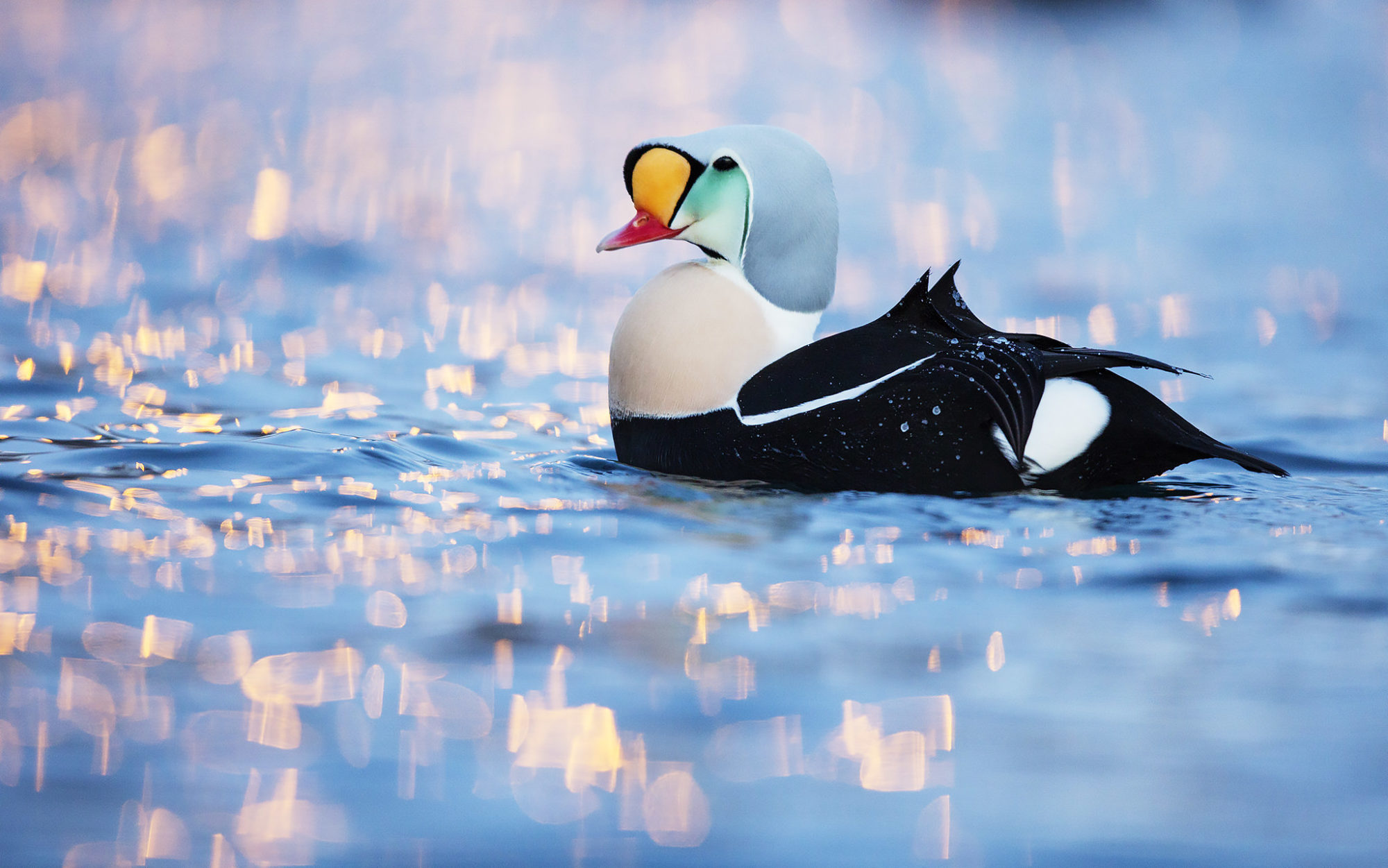 Gallery - Arctic Wildlife Tours