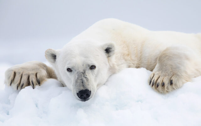 Gallery - Arctic Wildlife Tours