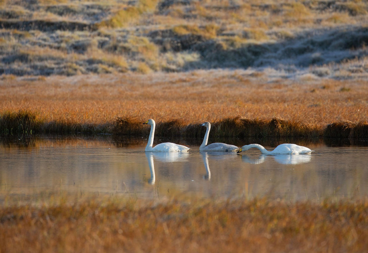 In the high Arctic you will experience up to 5 out of 8 seasons