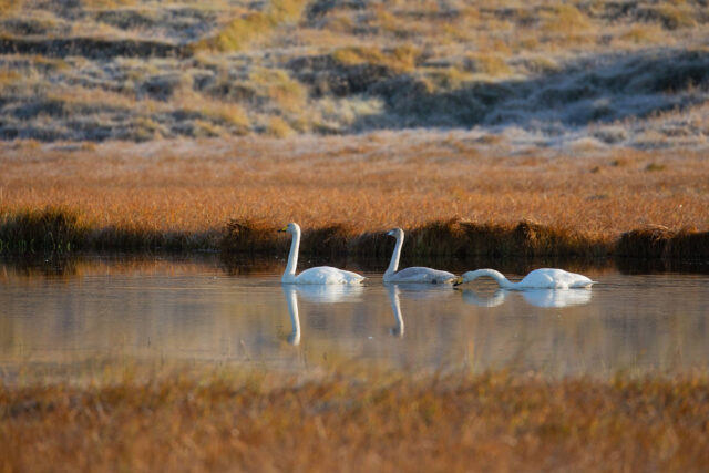 Gallery - Arctic Wildlife Tours