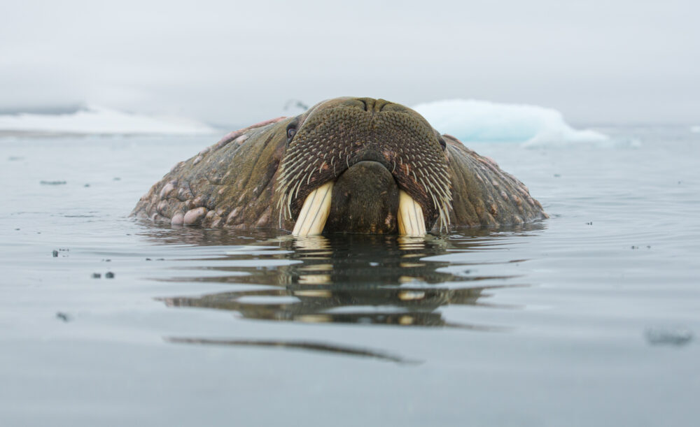 The Walrus On Svalbard Is A Success Story About Nature Recovering