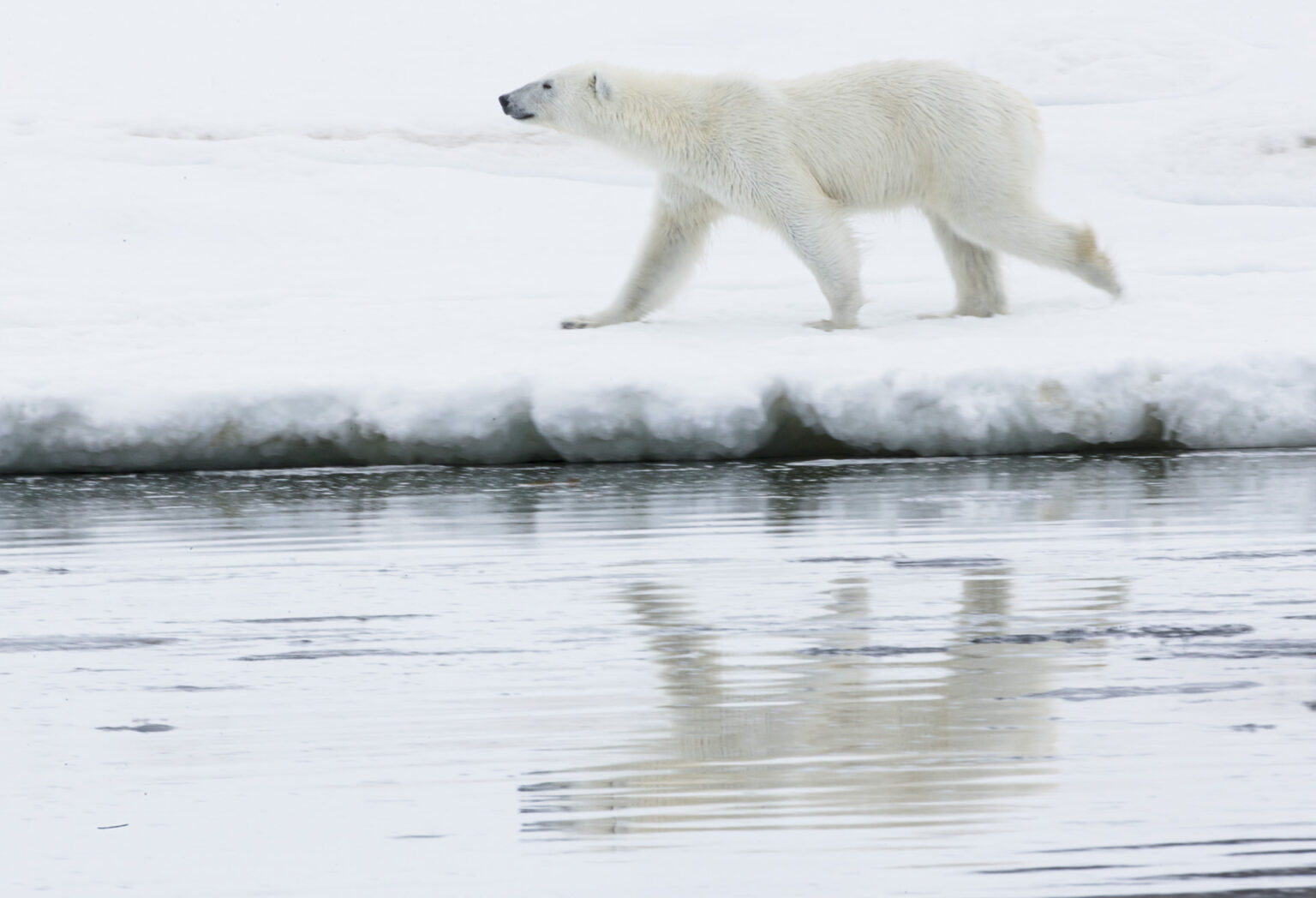 Arctic Early Season - The Arctic Spring (April - May)
