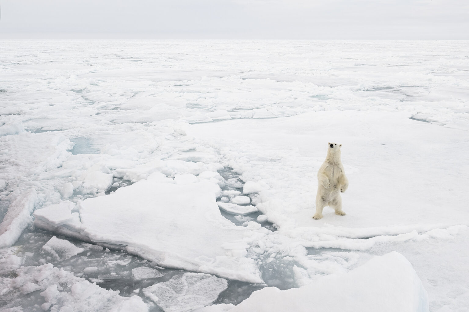 Polar Bear Behaviour - Arctic Wildlife Tours