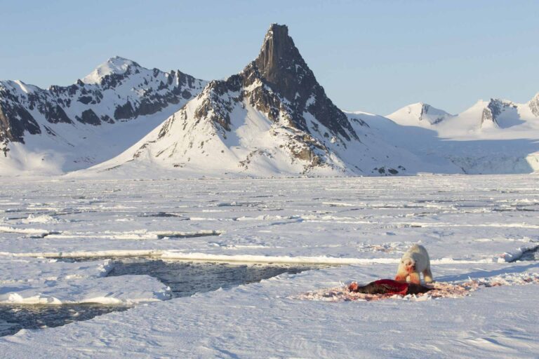Polar Bear Behaviour - Arctic Wildlife Tours