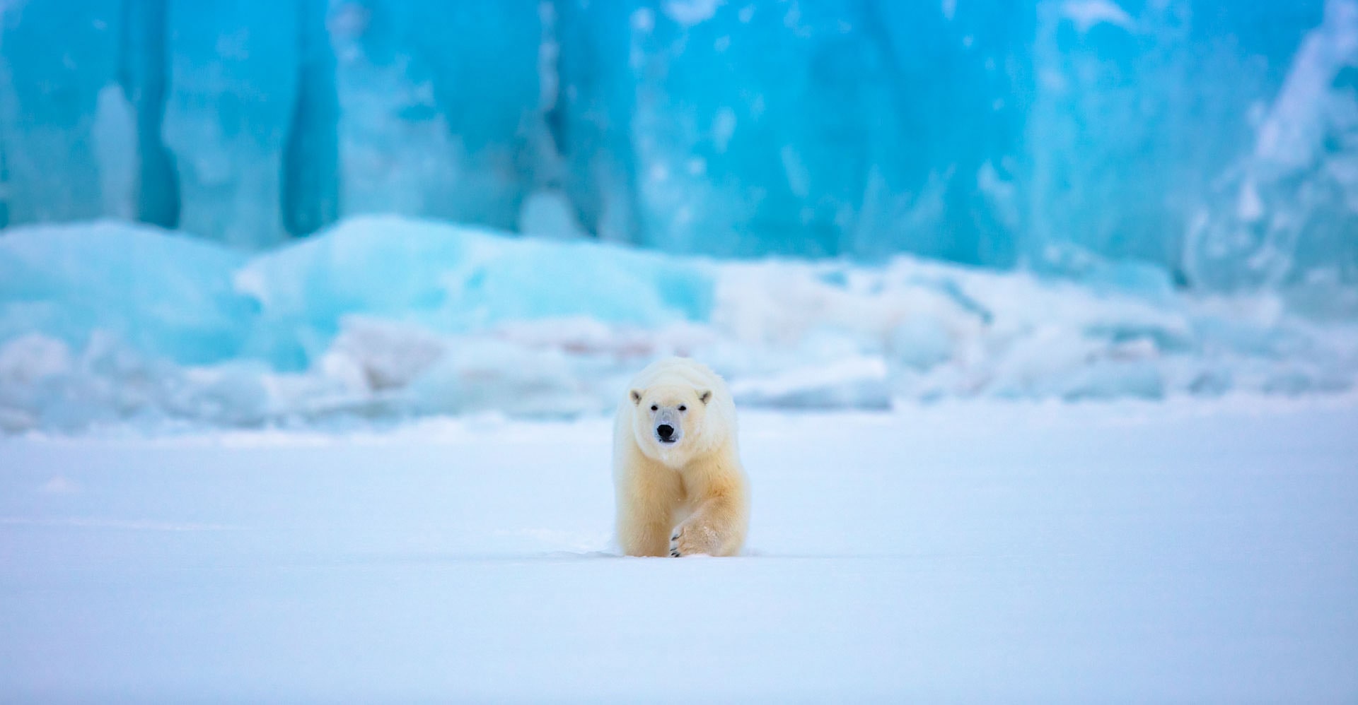 Exclusive And Amazing Arctic Adventure Tours Discover More