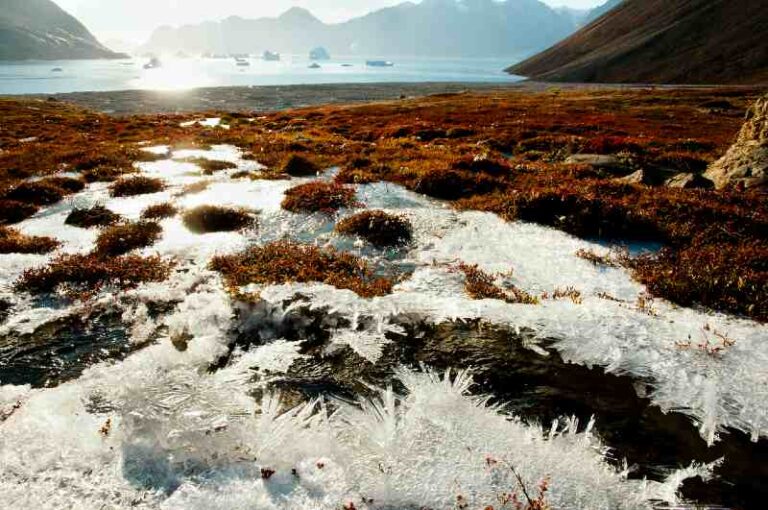 Best Time For Arctic Travel | Seasonal Wildlife Guide